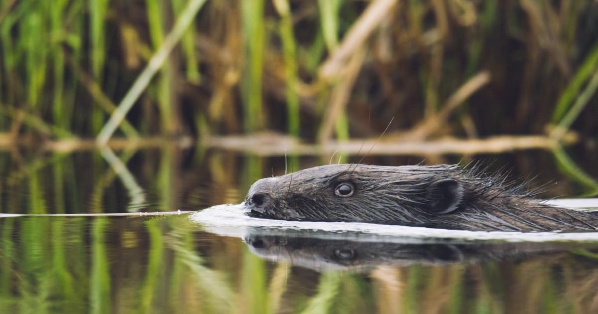 Ingénieur précieux de nos écosystèmes, le castor est de retour