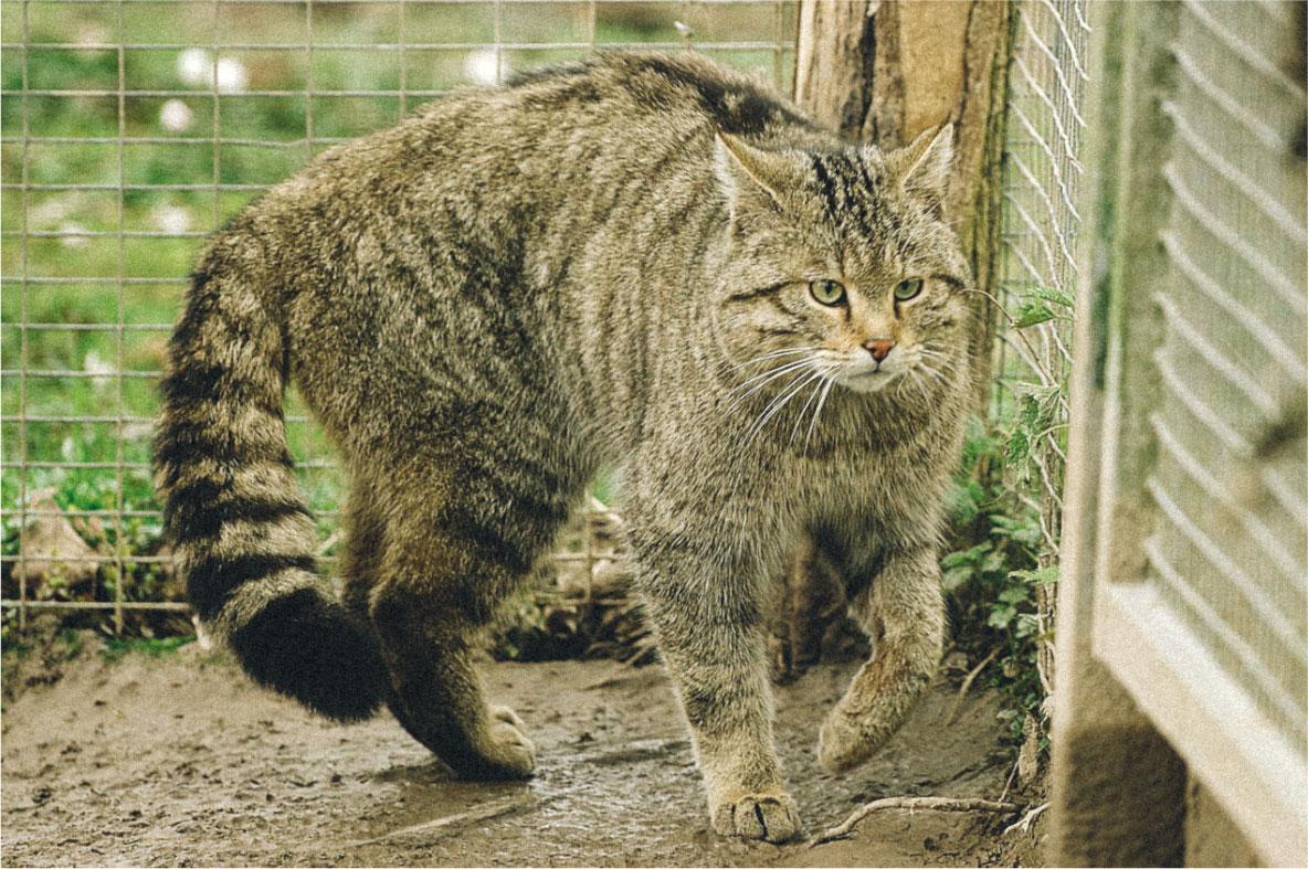 Le chat forestier fait son retour dans le Sud de la France