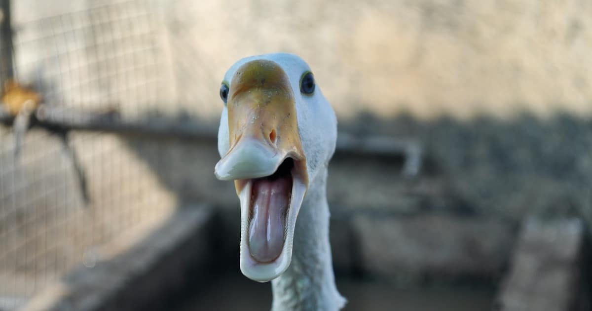 Crise de becs - Vert