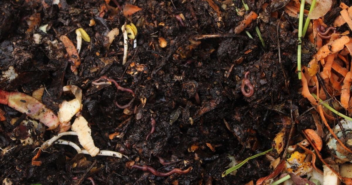 Qu’est-ce qu’on peut mettre dans son compost - ou pas - et pourquoi