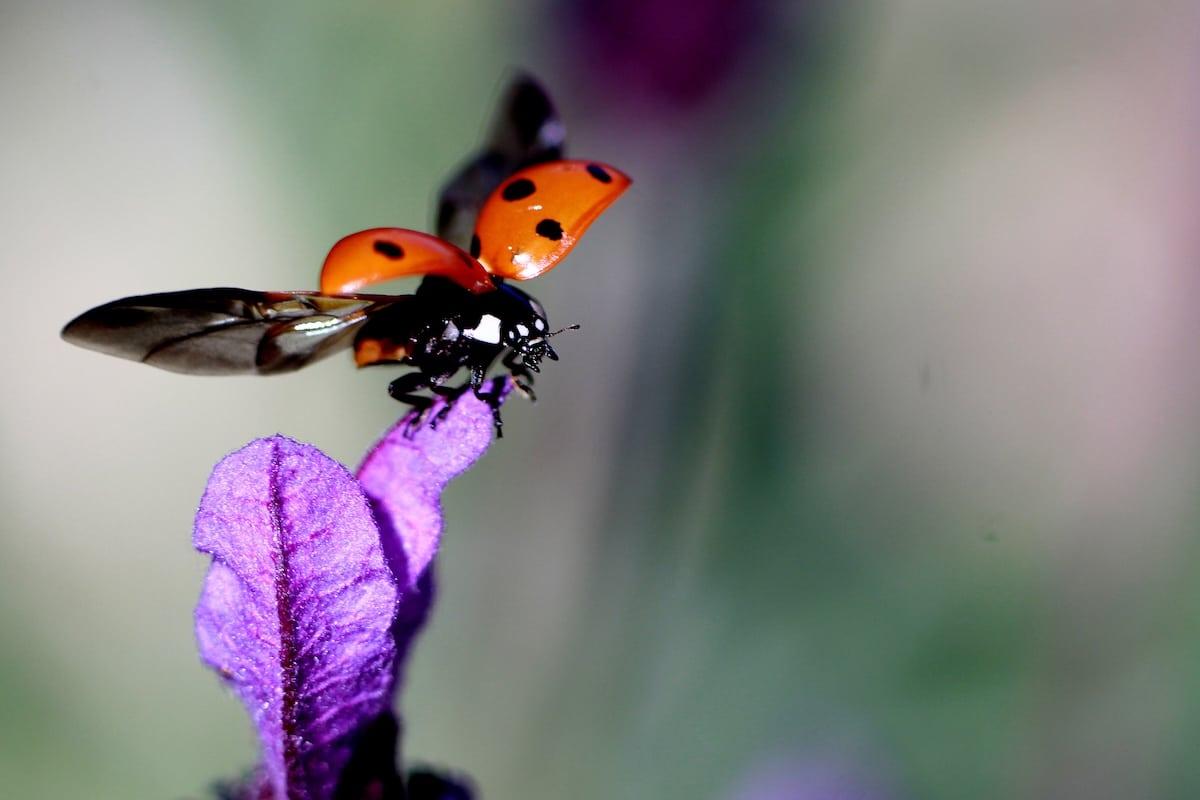 Les populations d’insectes s’effondrent partout dans le monde : cinq ...