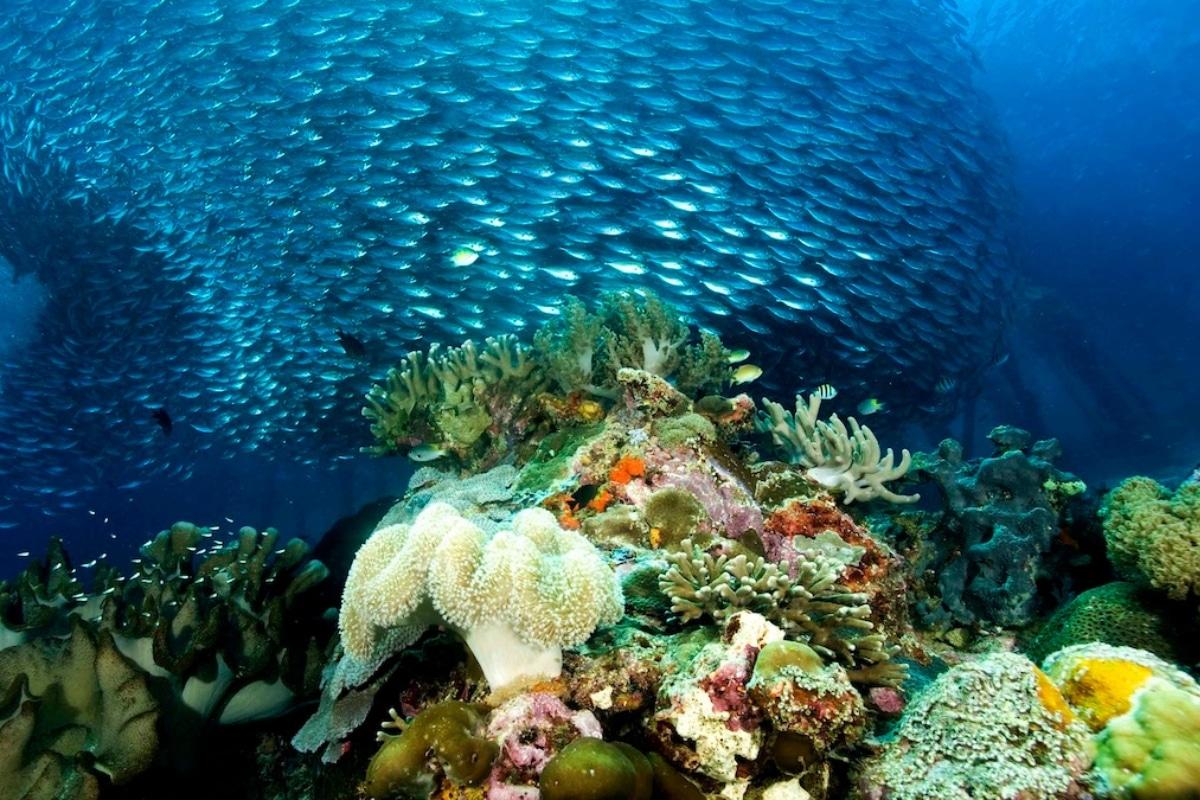 Canicules marines, espèces invasives, pollution plastique… Partout dans ...