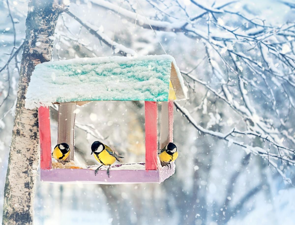 Comment nourrir les oiseaux en hiver ? Notre guide pratique
